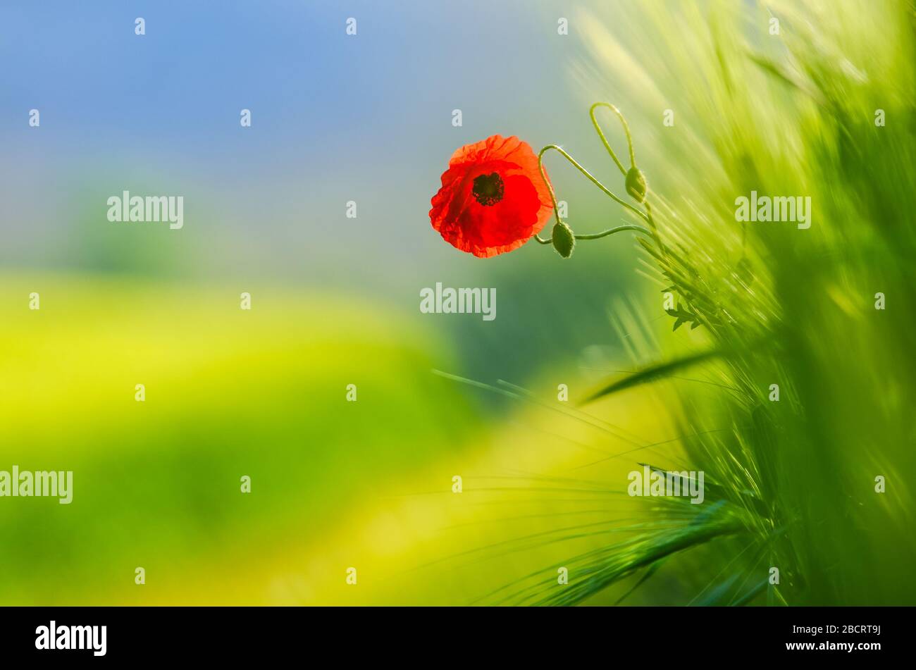 Alone red poppy flower in spring wheat field during calm morning Stock ...