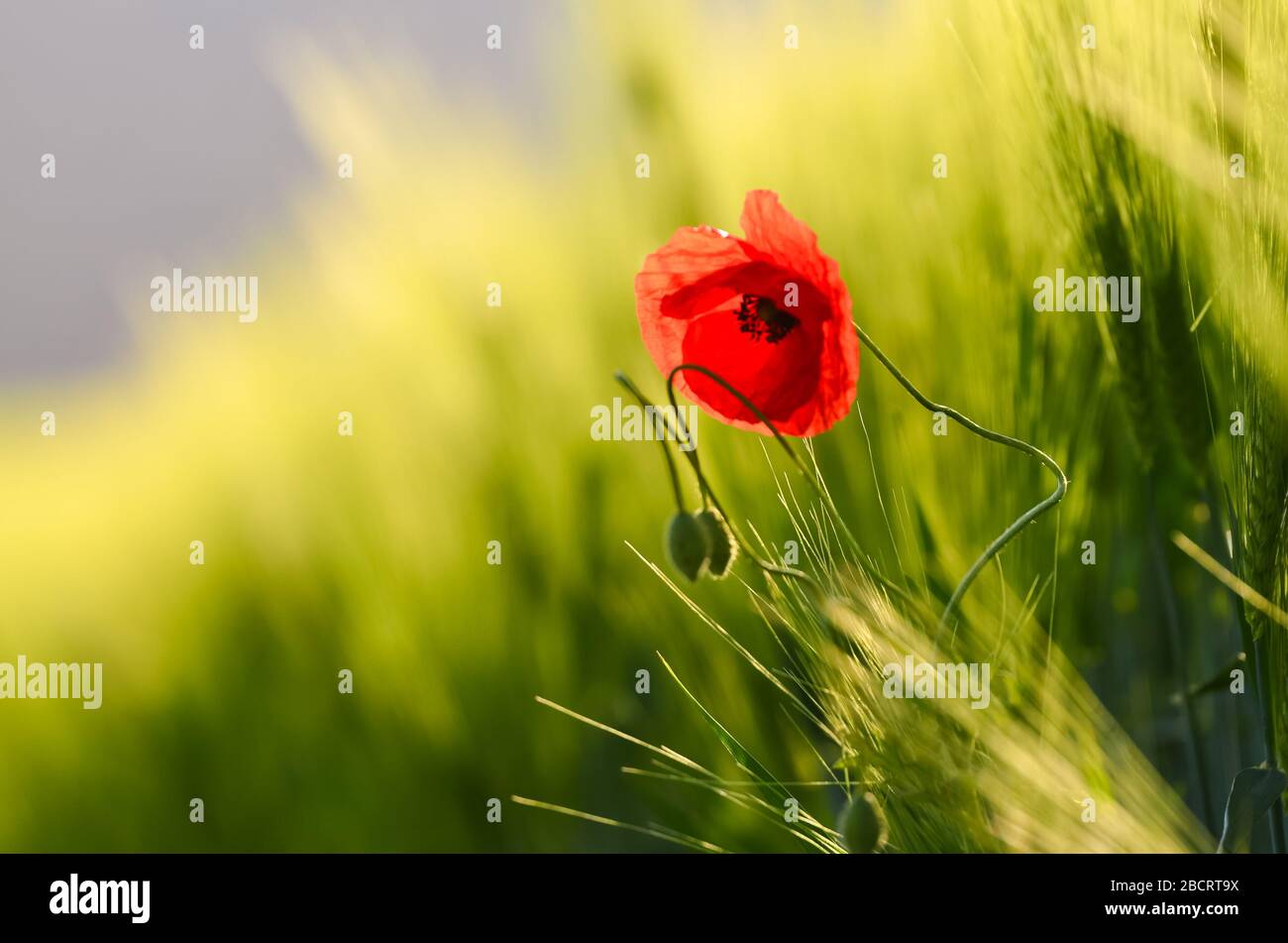 Alone red poppy flower in spring wheat field during calm morning Stock ...