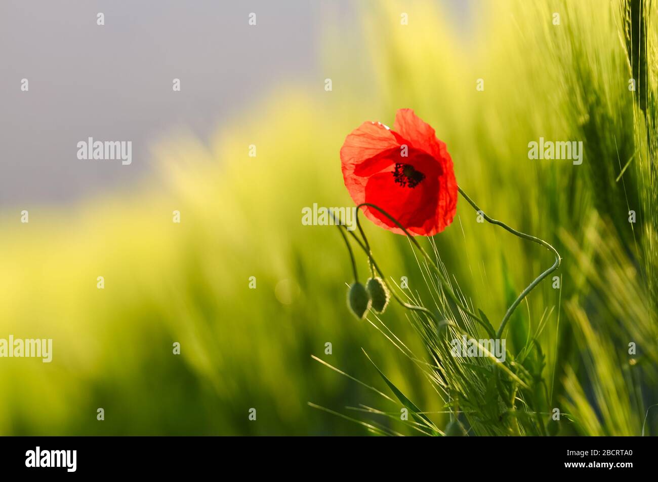 Alone red poppy flower in spring wheat field during calm morning Stock ...