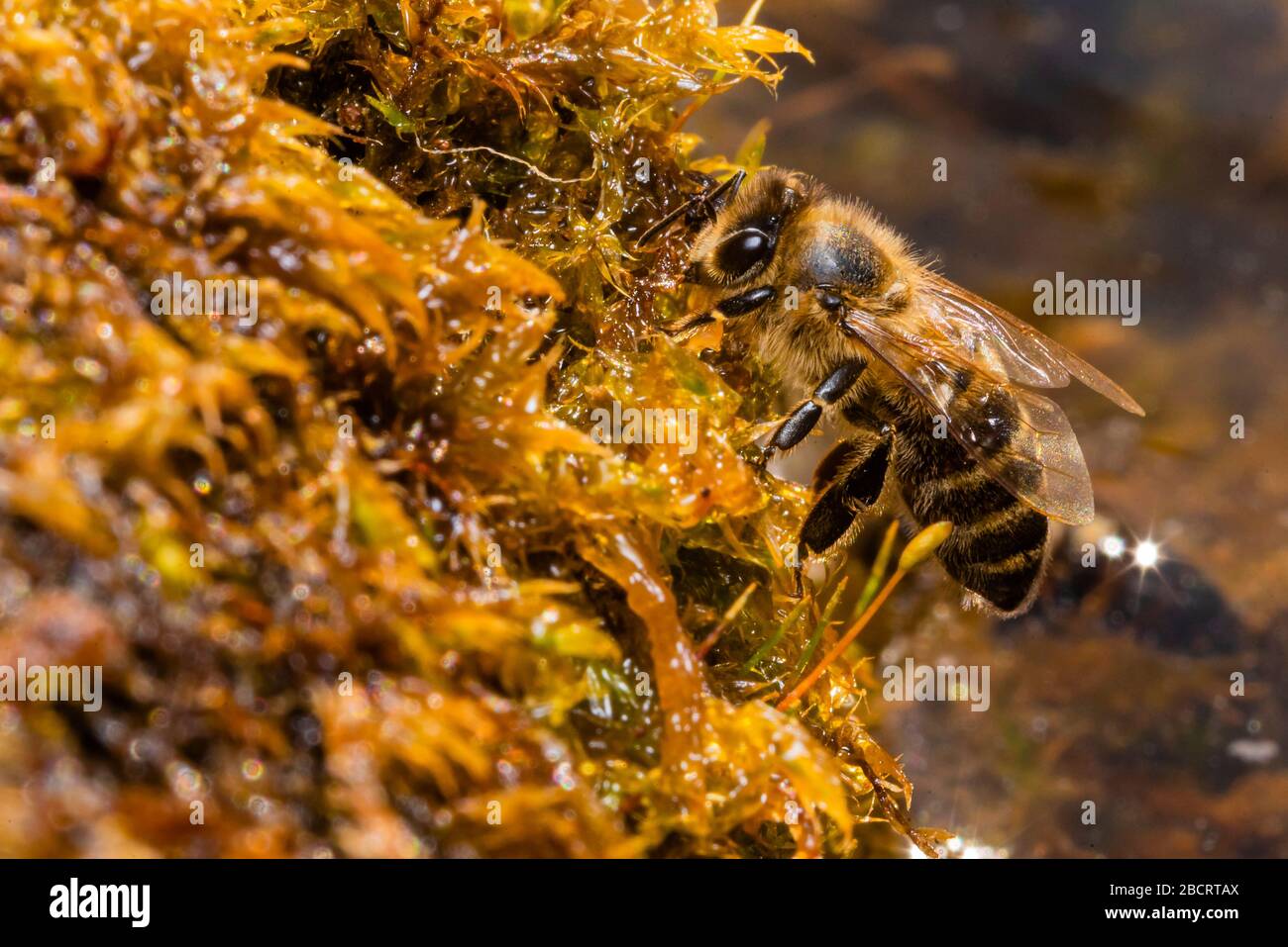 Bees drinking water from wet moss, bees drinking water, macro photo ...