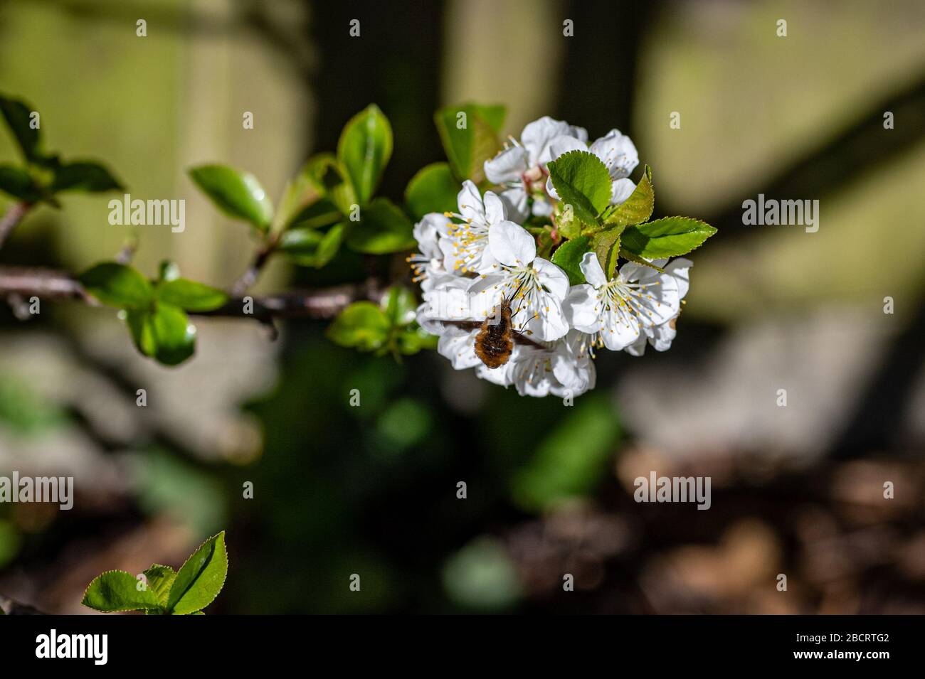 Dark-edged bee-fly, Bombylius major, feeding on cherry blossom. The bee ...