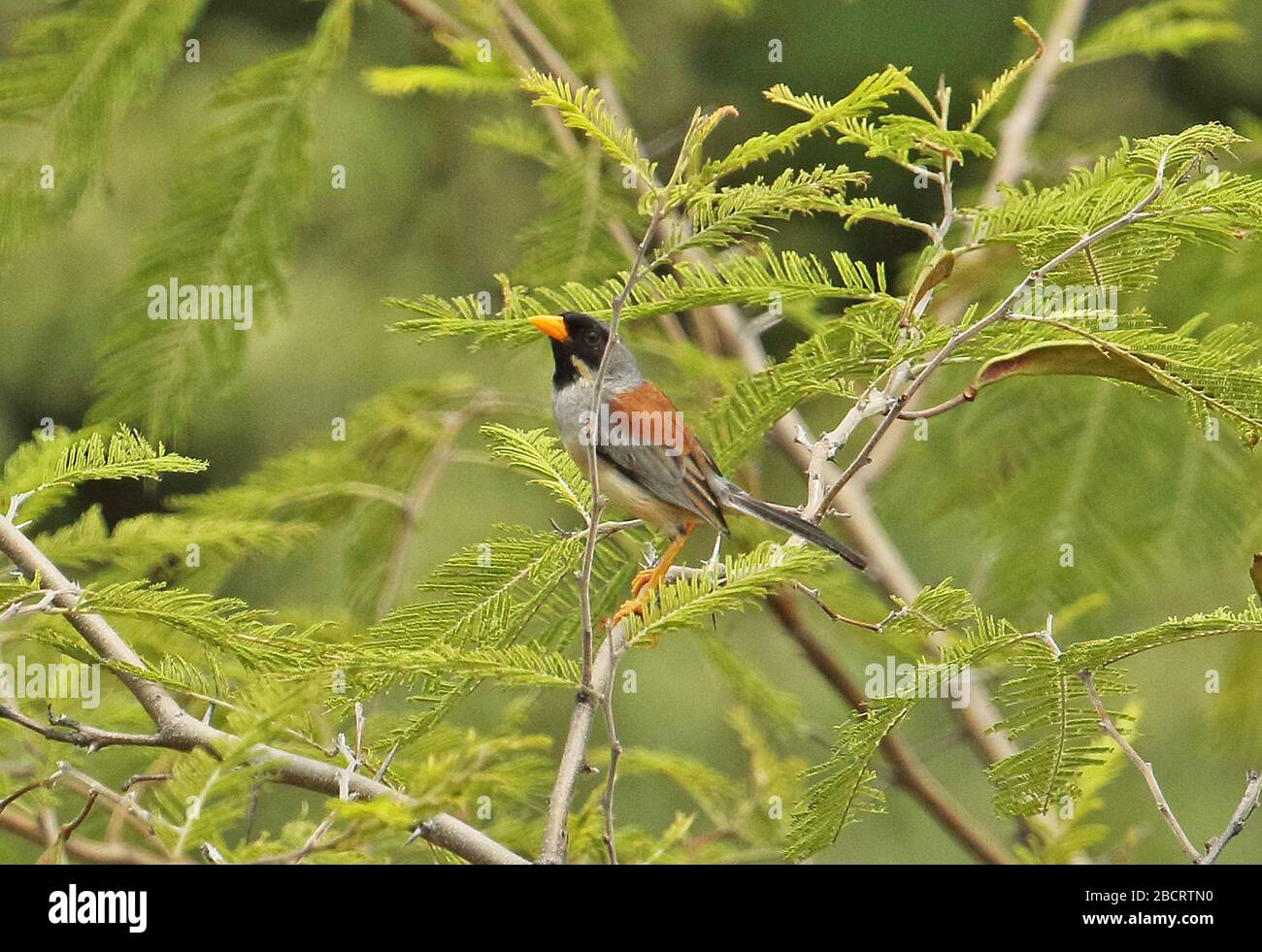 Buff bridled inca finch hi-res stock photography and images - Alamy
