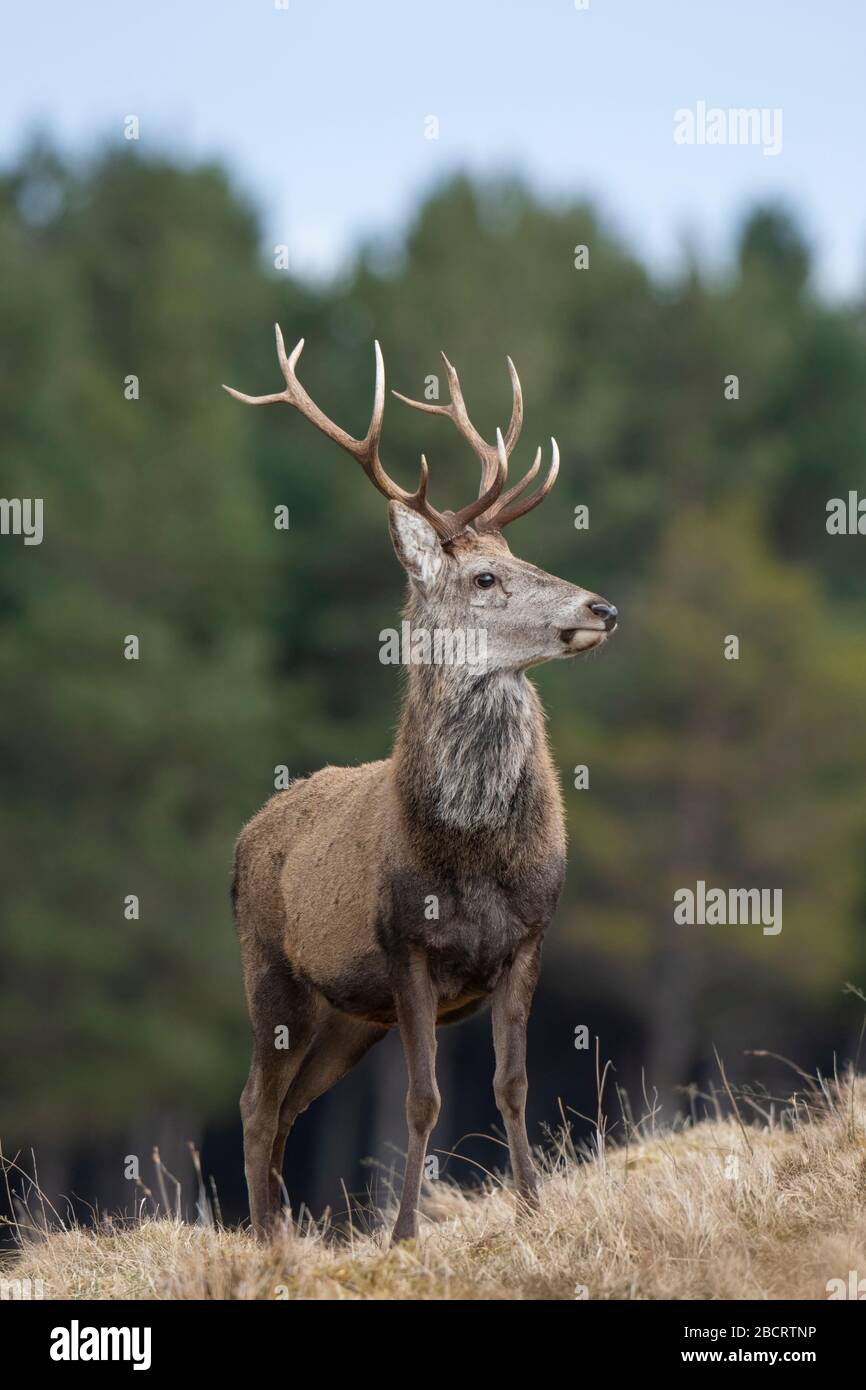 Red Deer on estate land, Ross-shire, Scotland Stock Photo - Alamy