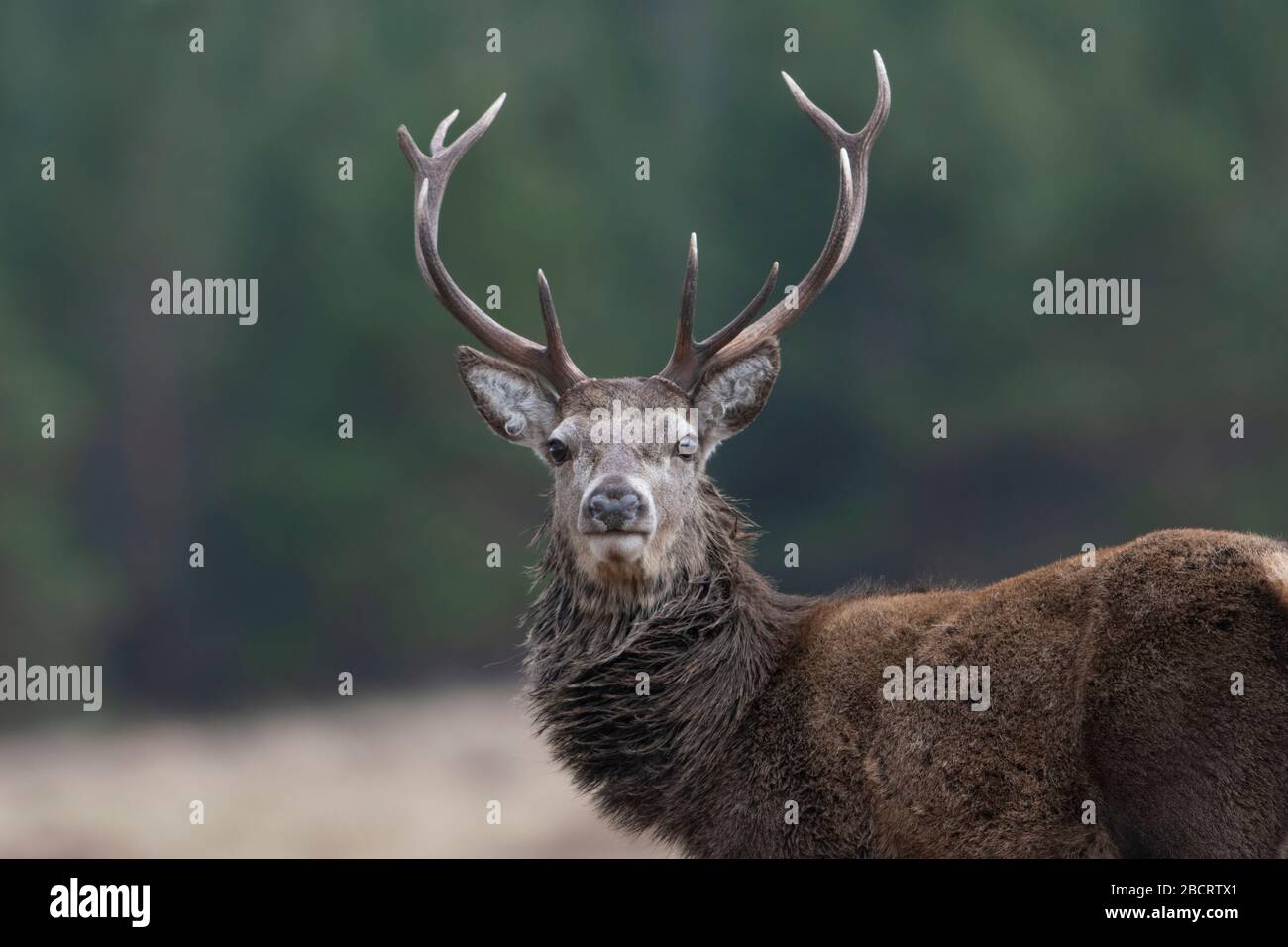 Red Deer on estate land, Ross-shire, Scotland Stock Photo - Alamy