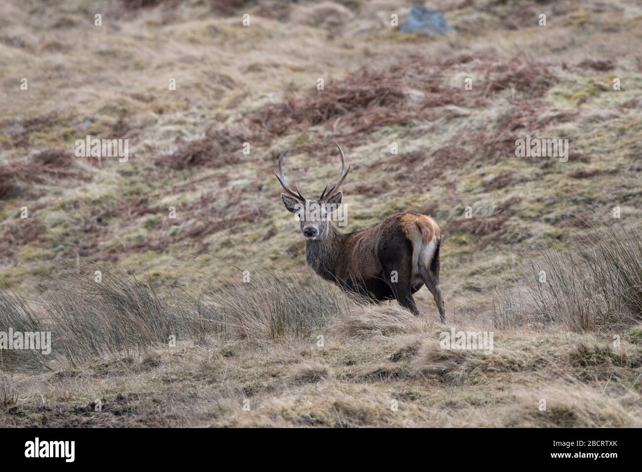 Glencalvie estate hi-res stock photography and images - Alamy