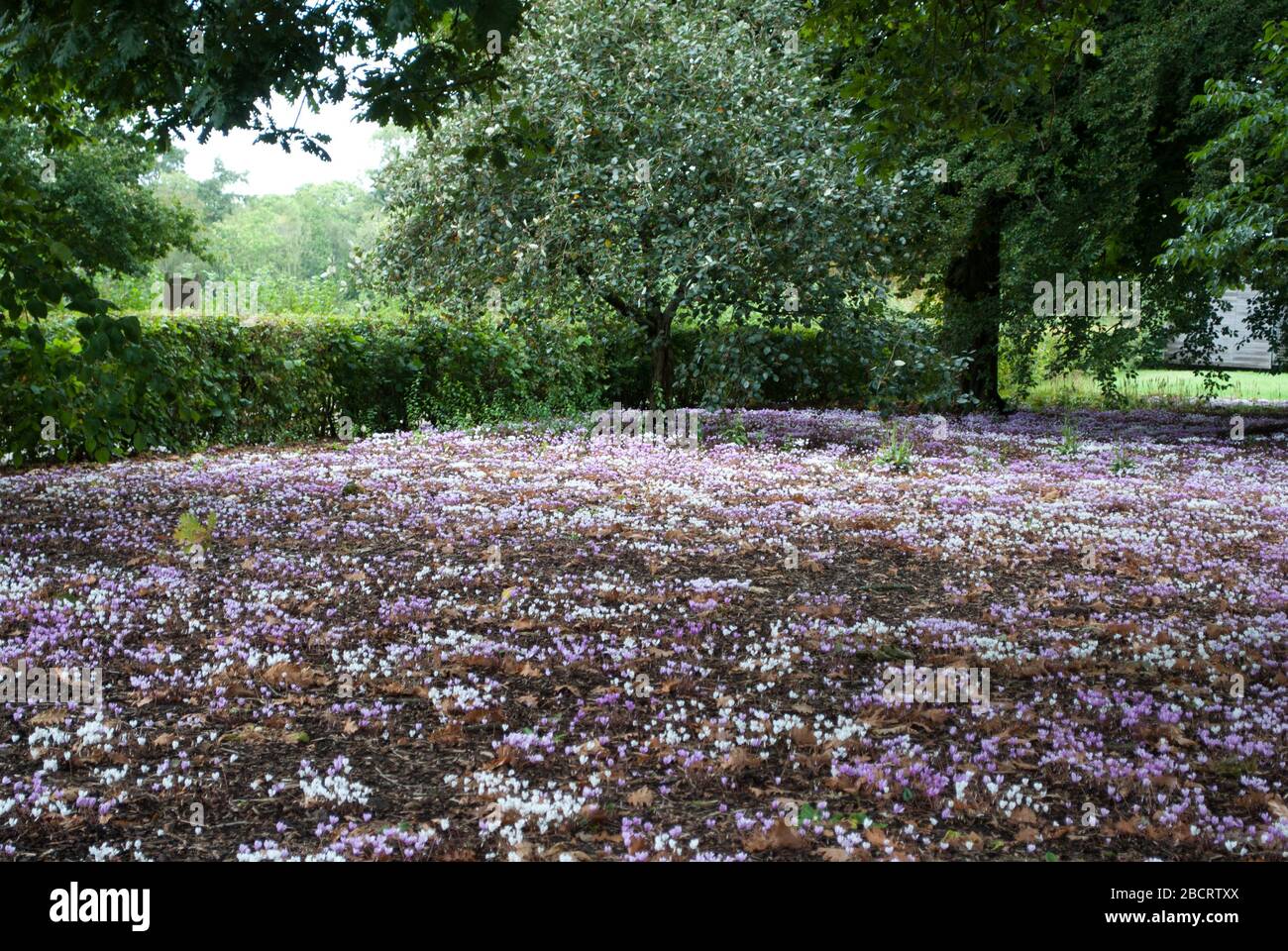 Purple crocuses, kew gardens hi-res stock photography and images - Alamy