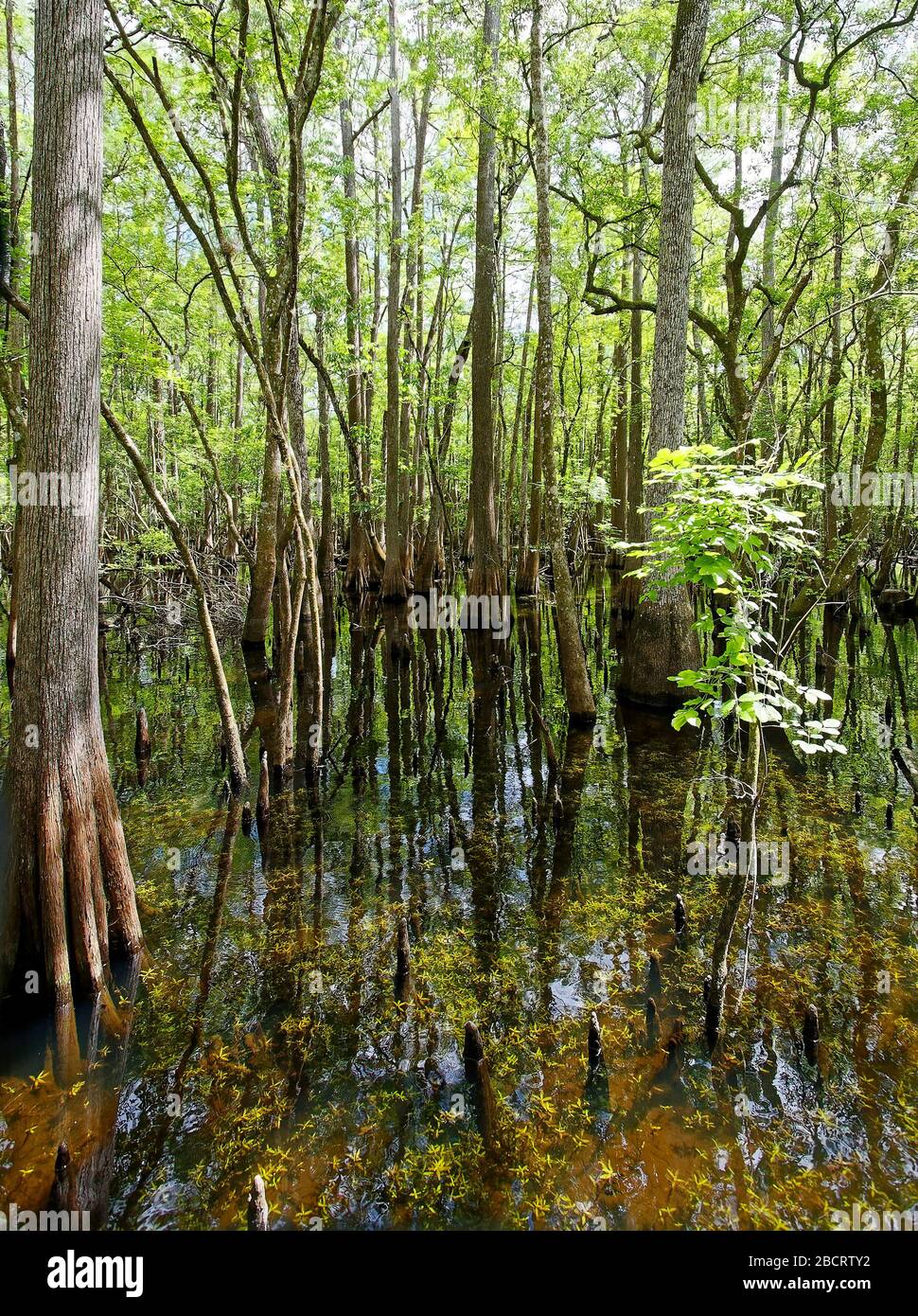 Bald Cypress trees; reflected in water, Taxodium distichum; knees ...