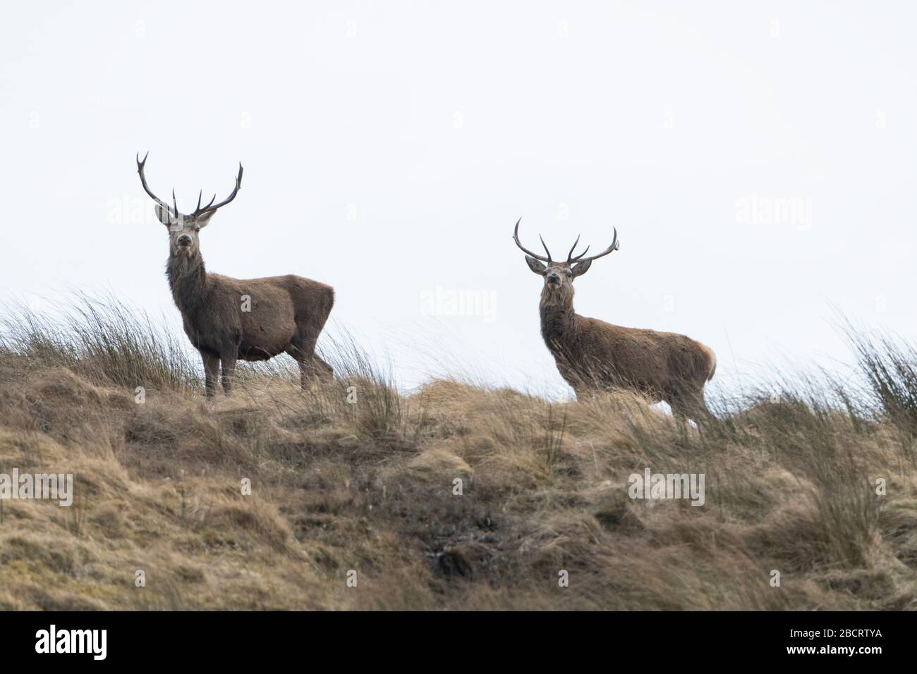 Red Deer on estate land, Ross-shire, Scotland Stock Photo - Alamy