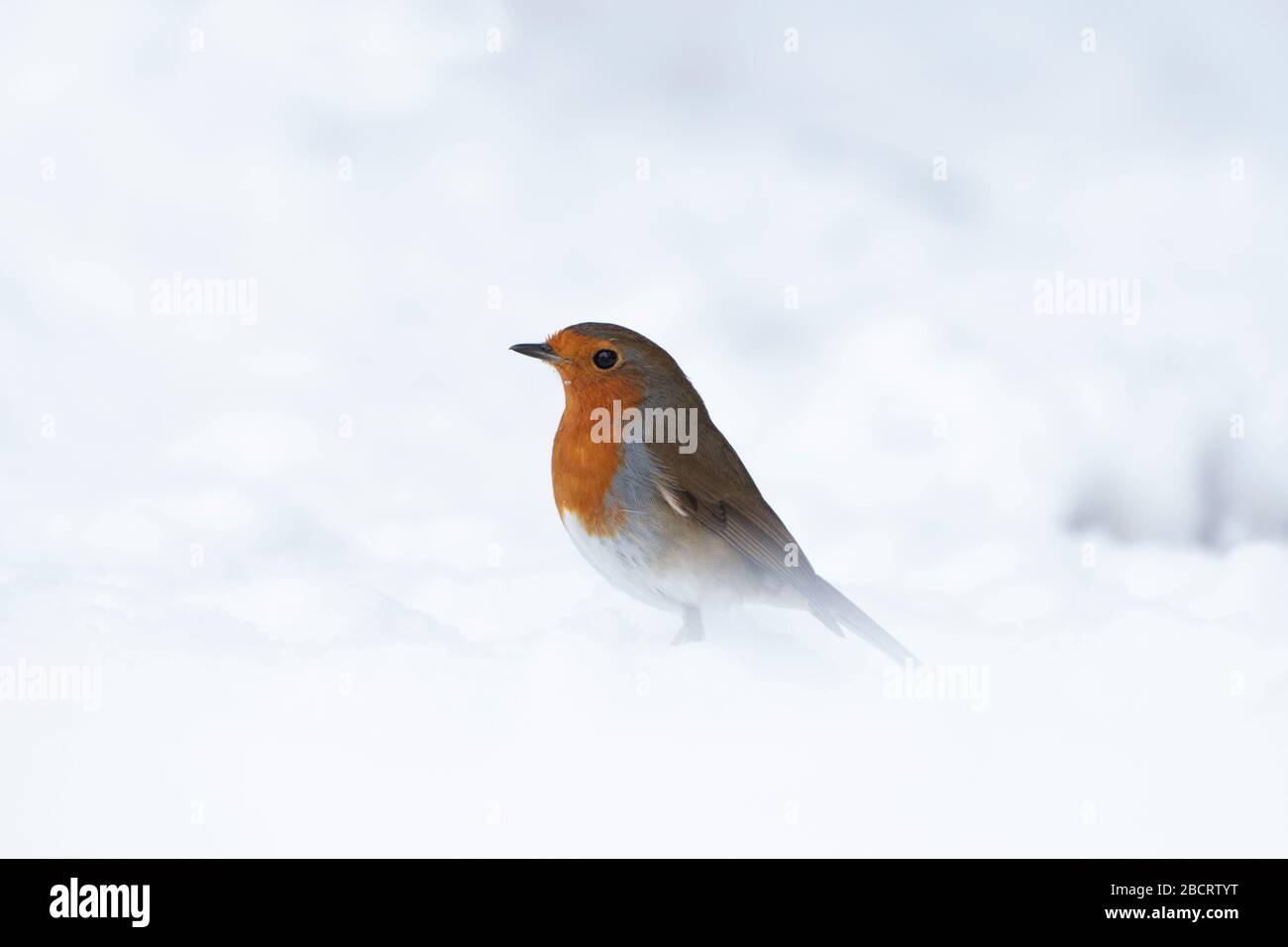Scottish garden hi-res stock photography and images - Alamy