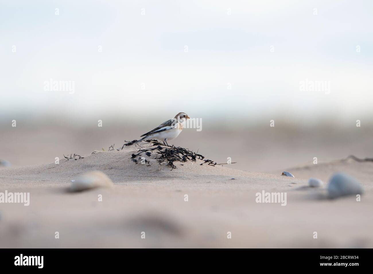 Loch fleet coul hi-res stock photography and images - Alamy