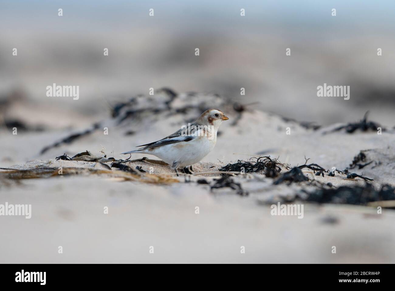 Loch fleet coul hi-res stock photography and images - Alamy