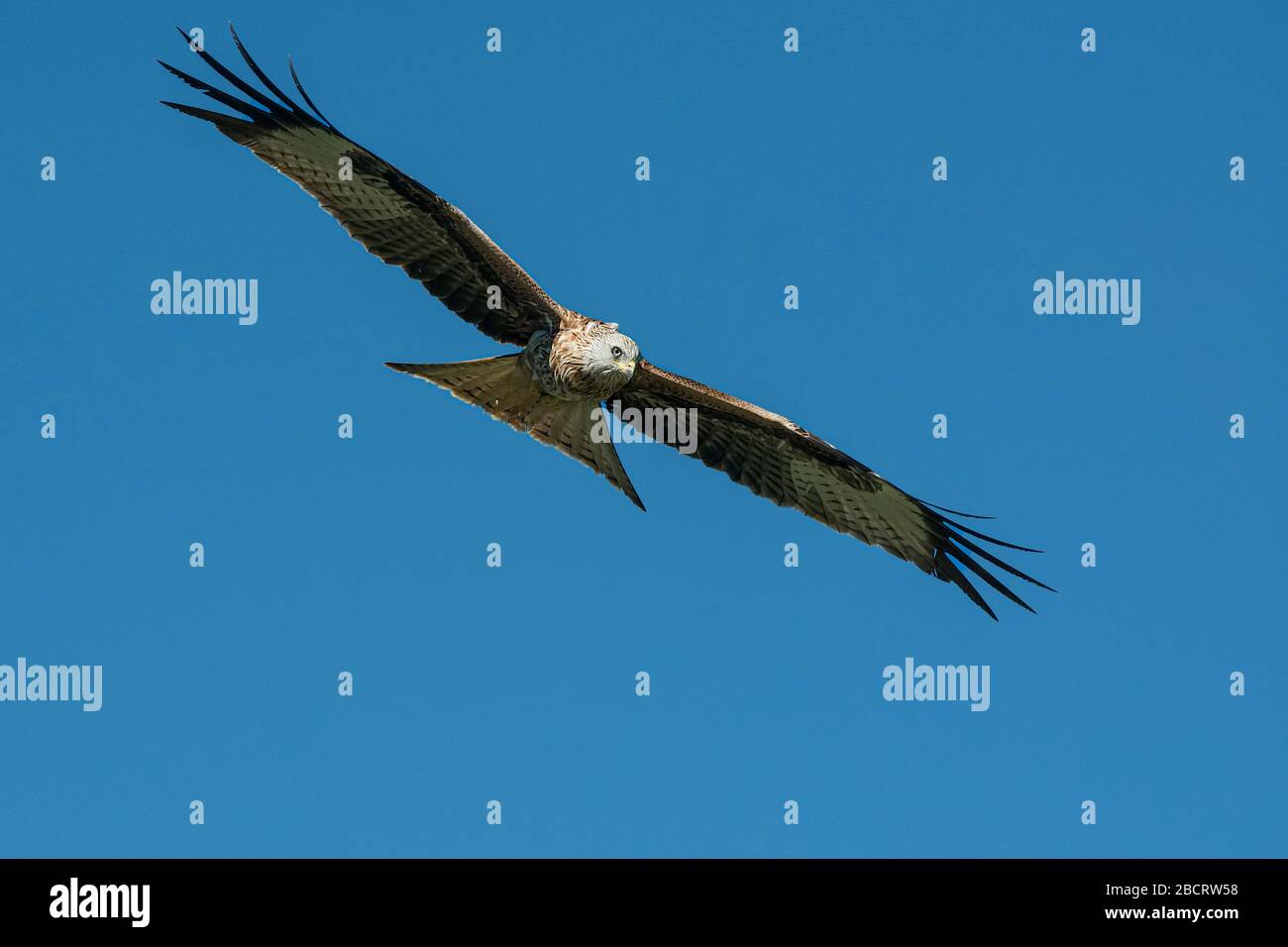 Red kite feather hi-res stock photography and images - Alamy