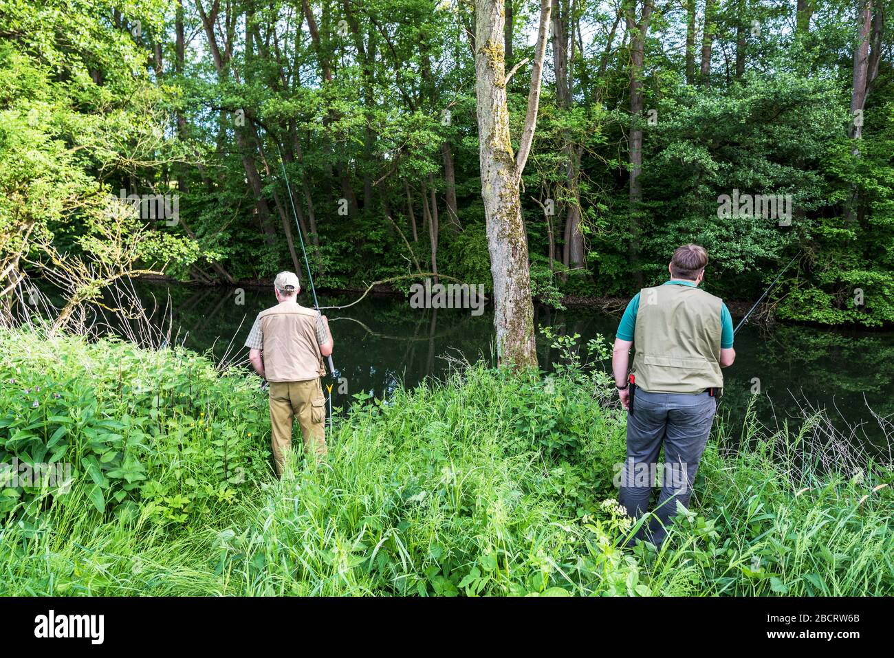 fishing trouts at river diemel, germany Stock Photo - Alamy