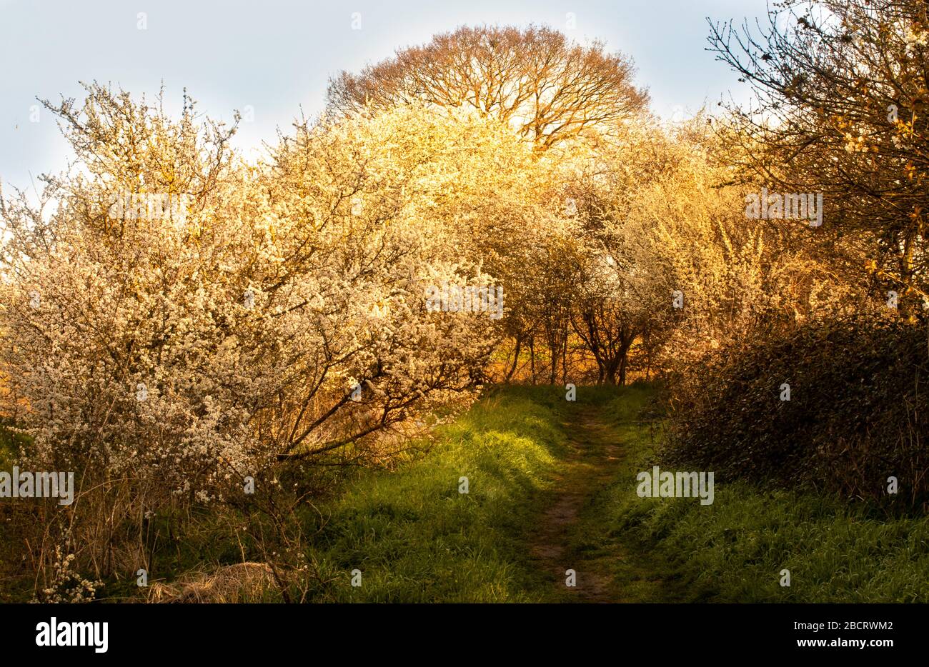 Wind in foliage springtime hi-res stock photography and images - Alamy