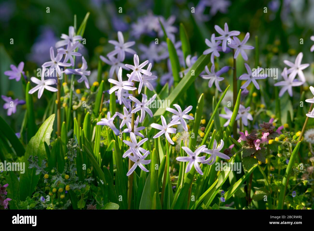 Spring fresh garden flowers background Stock Photo - Alamy