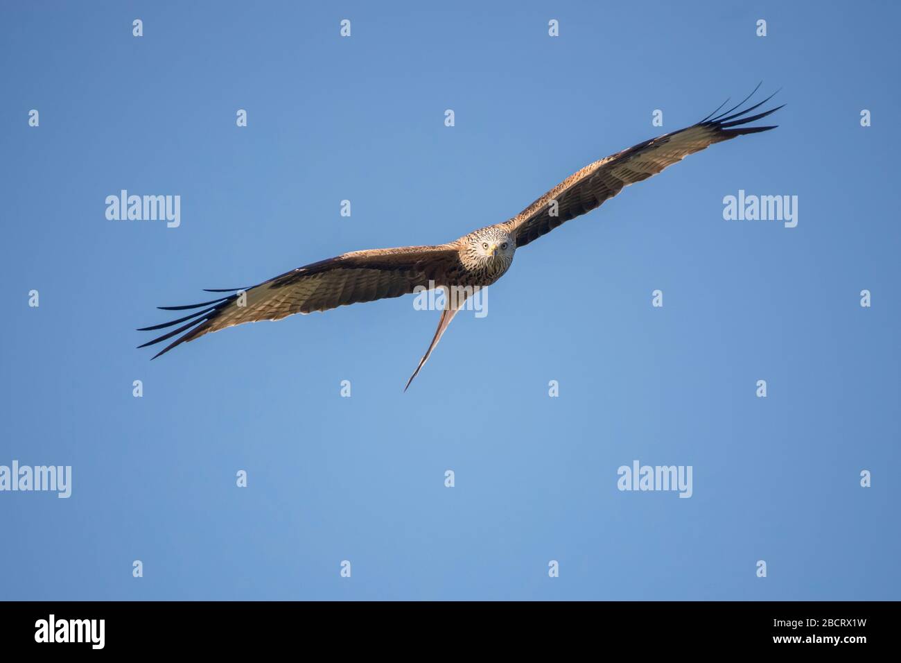 Red kite feather hi-res stock photography and images - Alamy