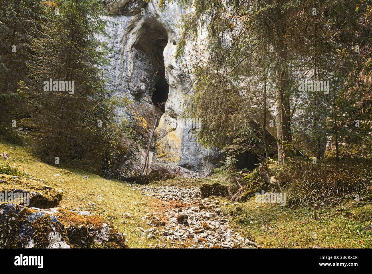 Firii hi-res stock photography and images - Alamy