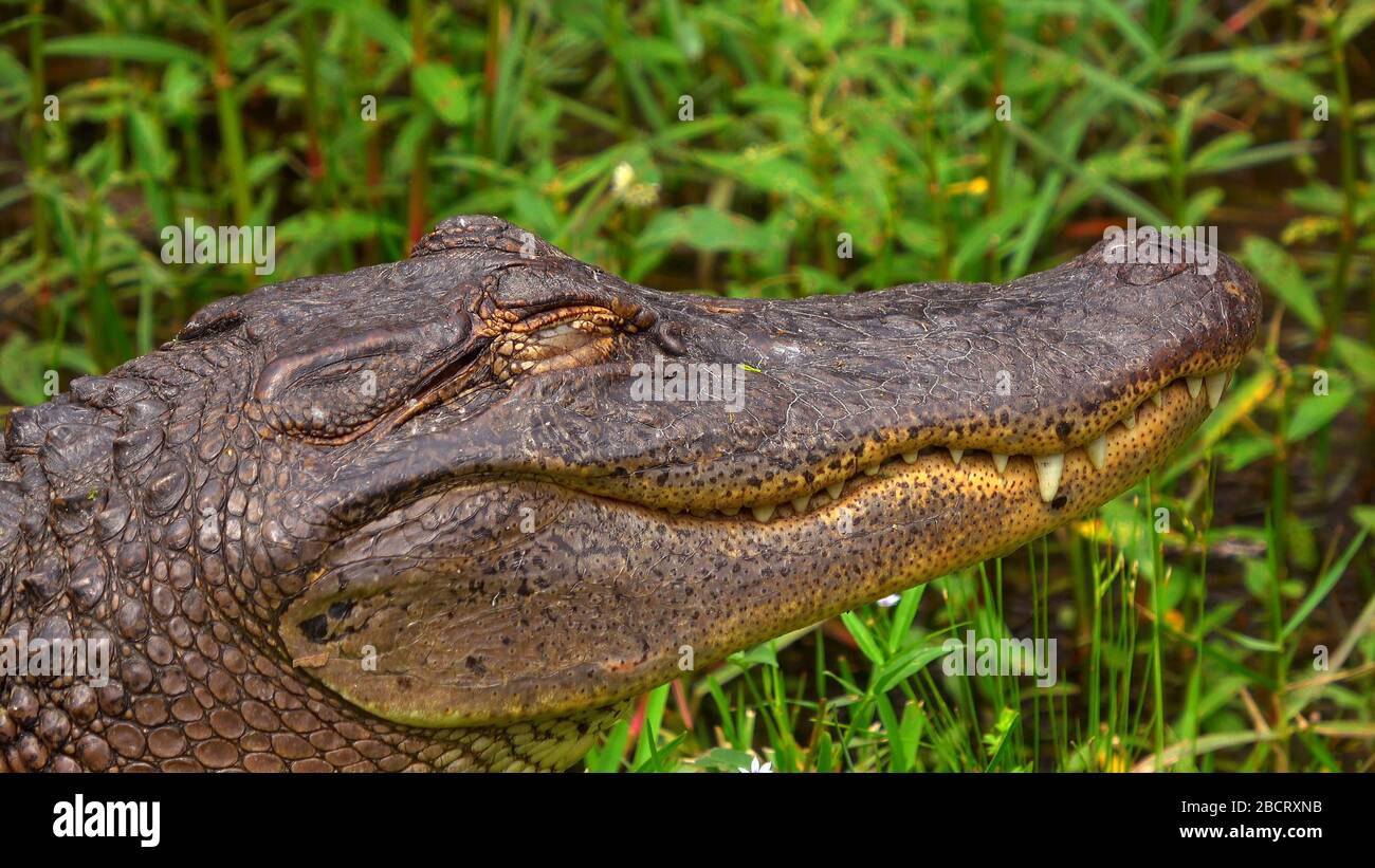 Big alligator in the swamps of Louisiana - close up - travel ...