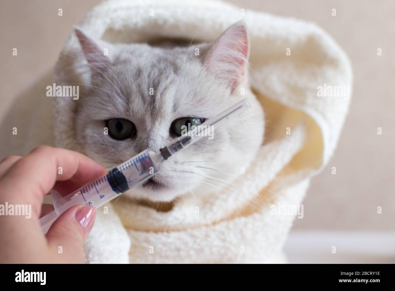 Cat treatment. Cat in a medical veterinary clinic. Syringe on the ...