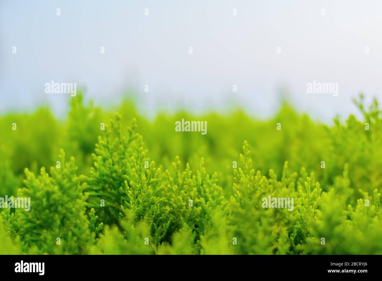 Bright green leaves of evergreen tree close up on a blur sky background ...