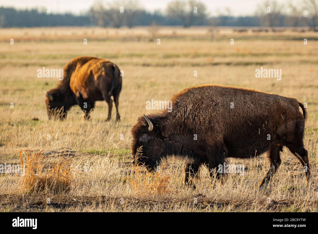 American bison (bison bison) walking Stock Photo - Alamy