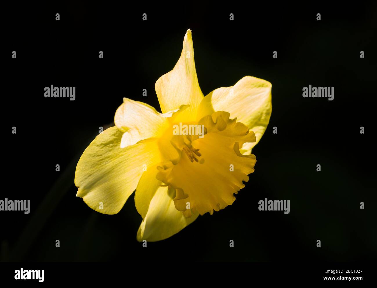 March daffodil background hi-res stock photography and images - Alamy