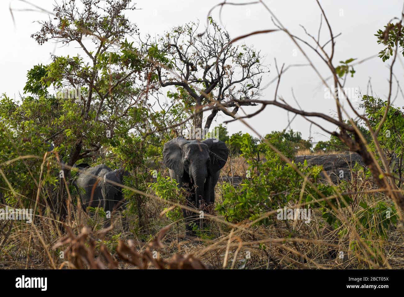 Africa, West Africa, Burkina Faso, Pô region, Nazinga national park. An ...