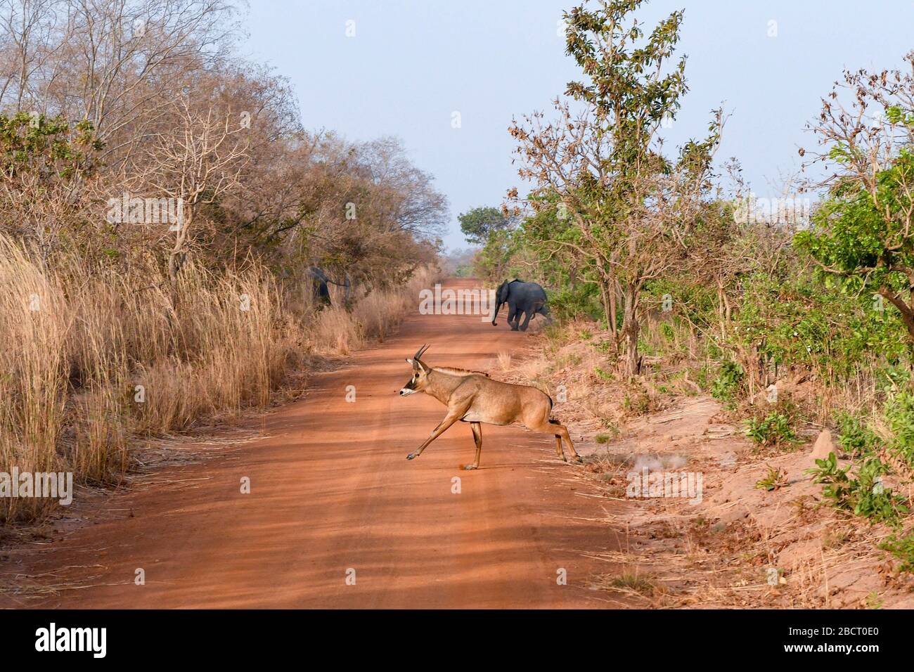 Africa, West Africa, Burkina Faso, Pô region, Nazinga national park ...