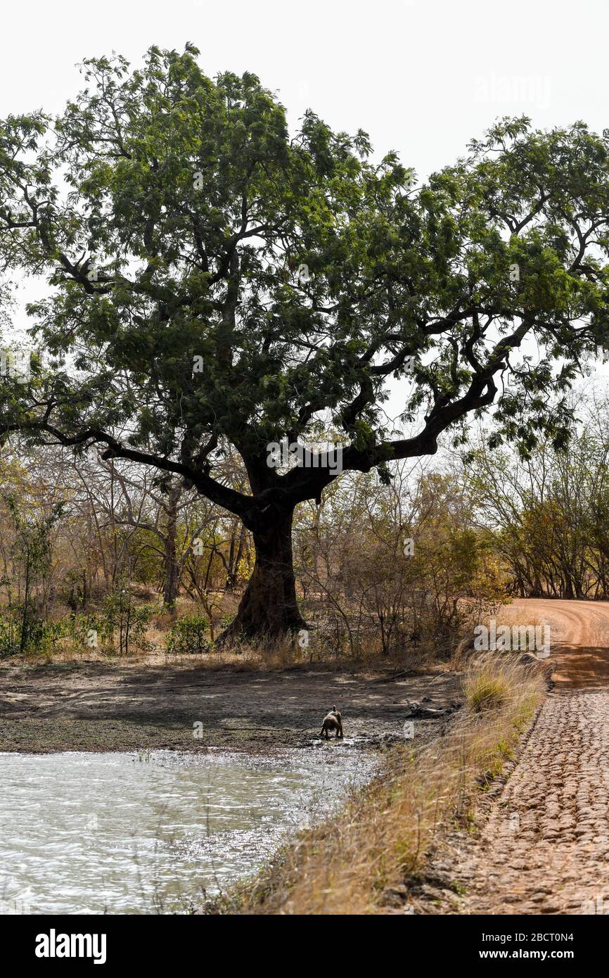Africa, West Africa, Burkina Faso, Pô region, Nazinga national park. A ...