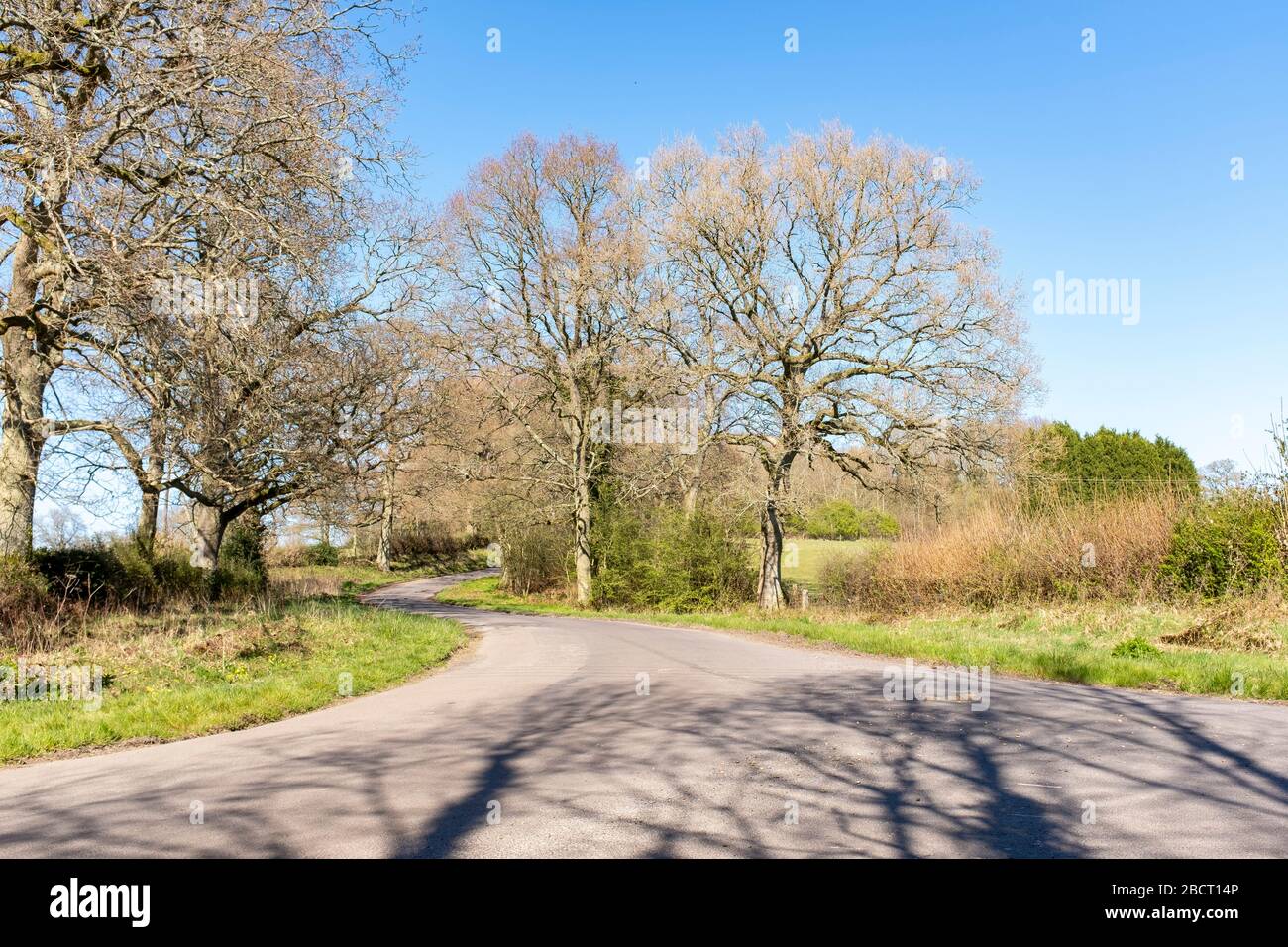 Woodland scene in Ewhurst, Surrey Stock Photo - Alamy