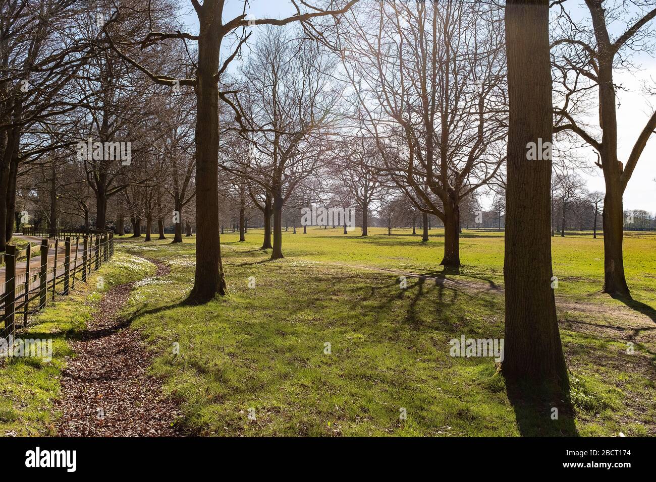 Woodland scene in Ewhurst, Surrey Stock Photo - Alamy