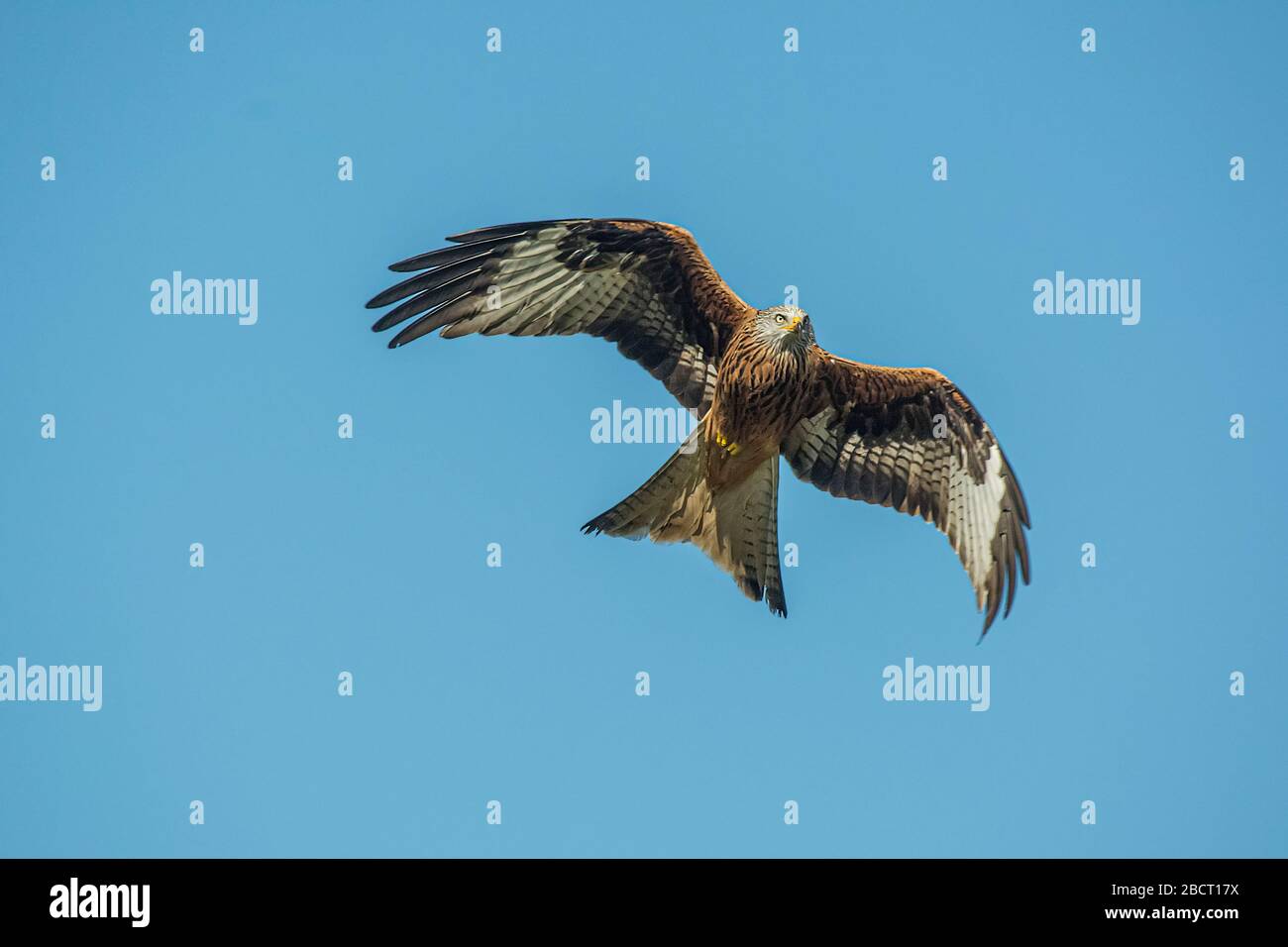 red kite in flight with blue sky in the background Stock Photo - Alamy