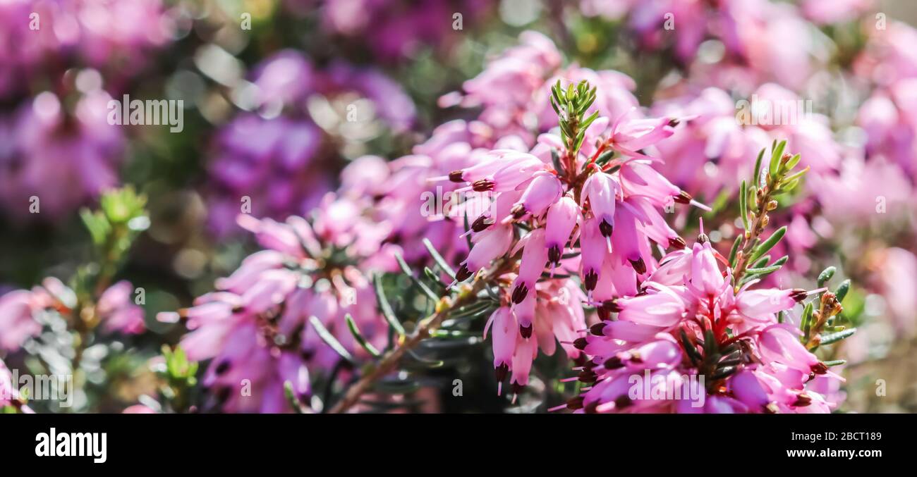 Pink Erica carnea flowers (winter Heath) in the garden in early spring ...