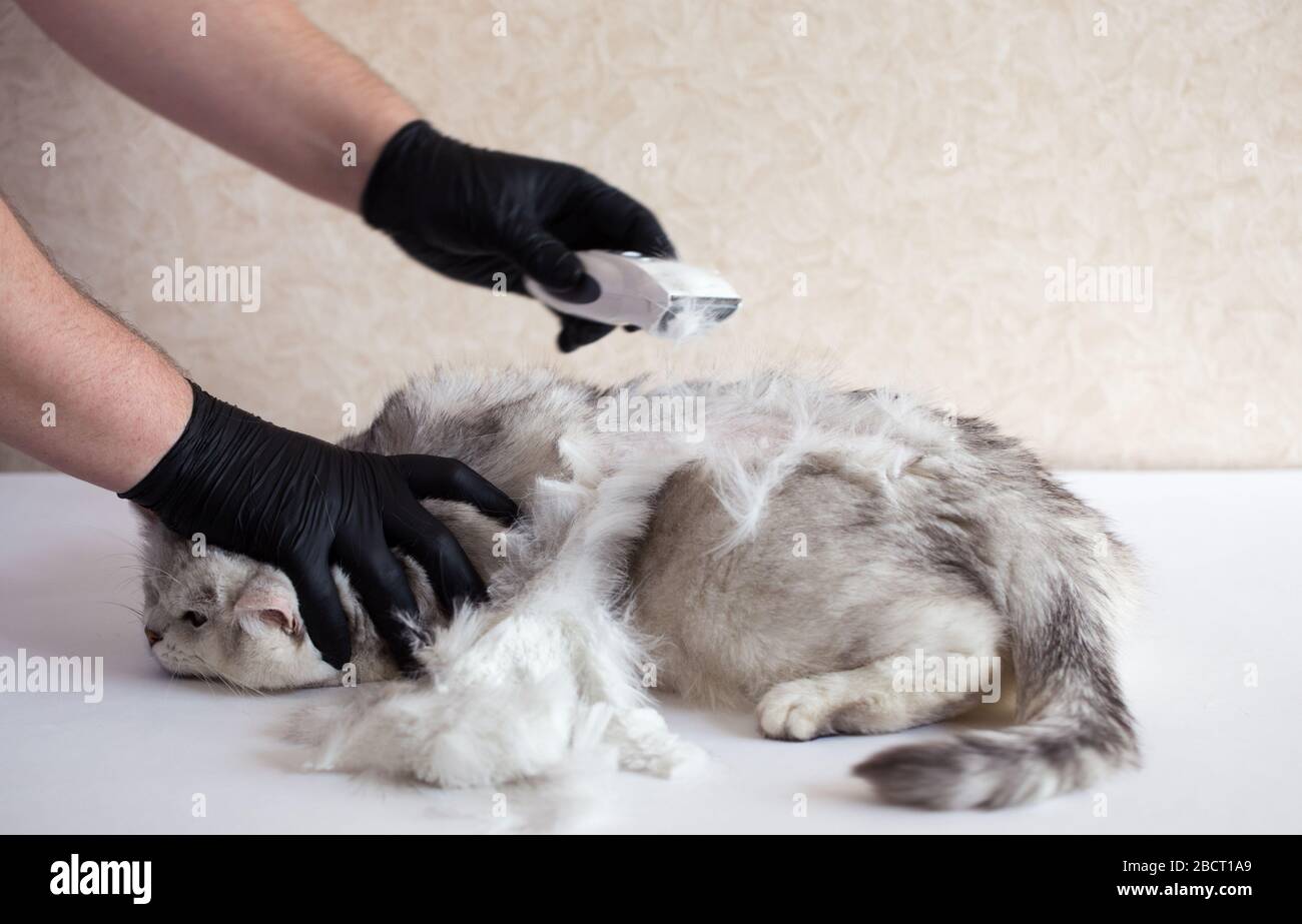 Shave cat hi-res stock photography and images - Alamy