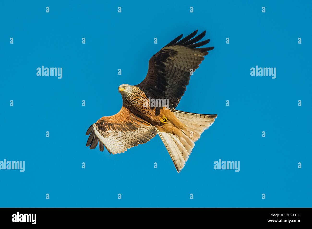 red kite in flight with blue sky in the background Stock Photo - Alamy