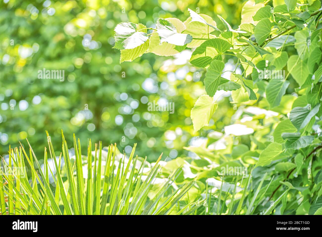 Green background from leaves of tree in the sunny summer day Stock ...