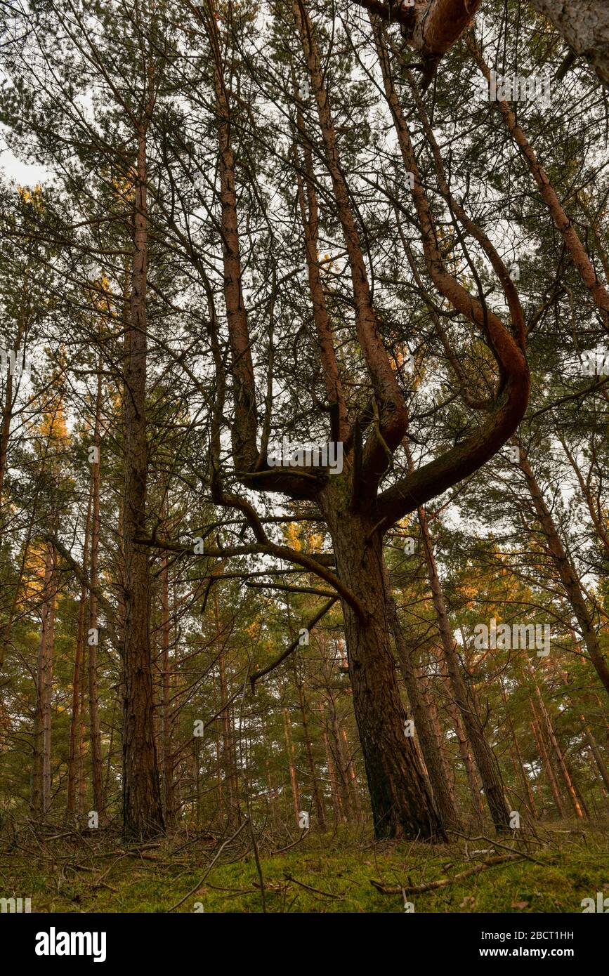 in the pine forest a special pine with four branches creating a strong ...
