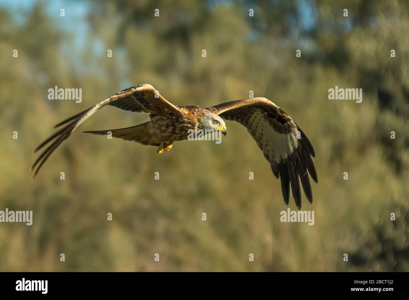 red kite in flight with blue sky in the background Stock Photo - Alamy