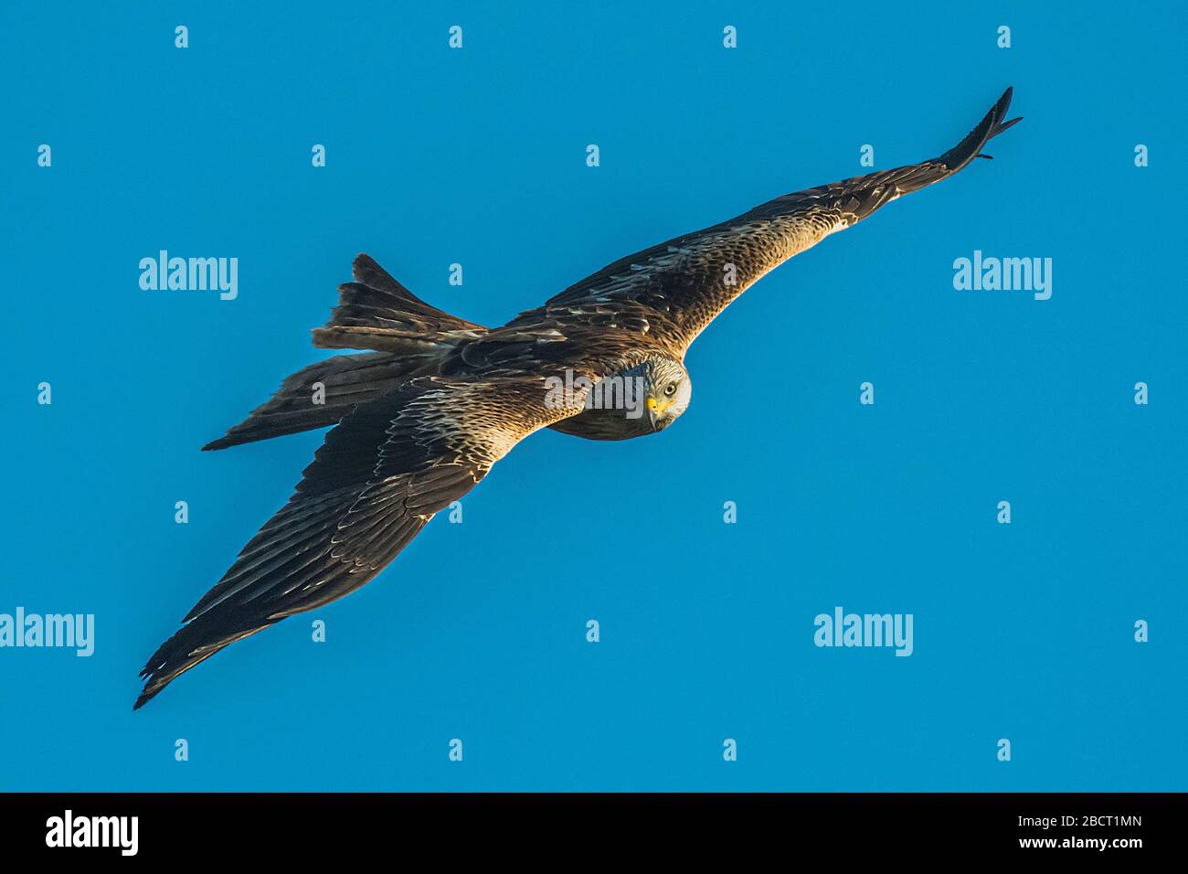 red kite in flight with blue sky in the background Stock Photo - Alamy