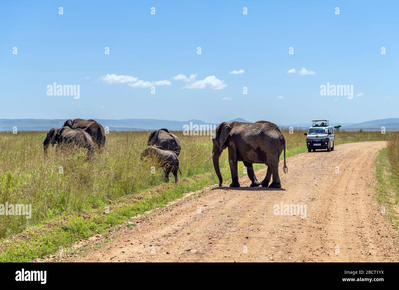 African bush elephant (Loxodonta africana). Family of African elephants ...