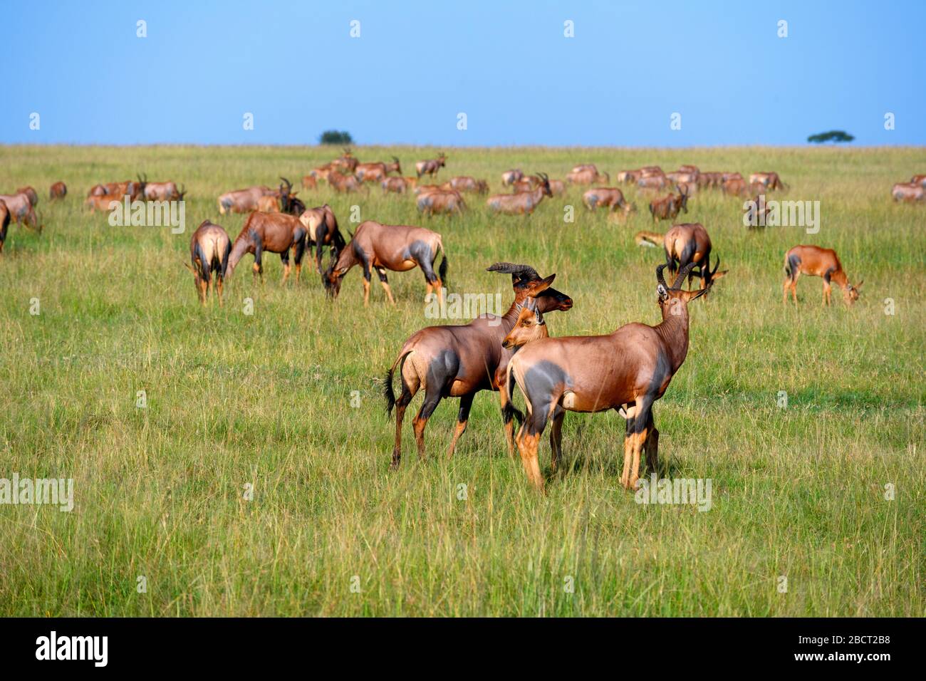 Topi hi-res stock photography and images - Alamy