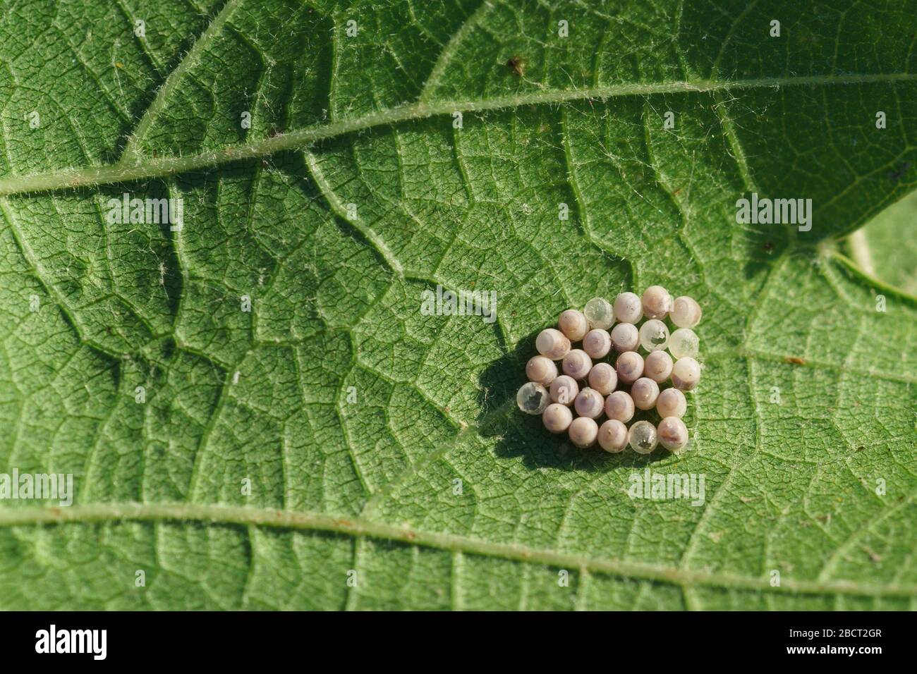 Laying a vegetable green bug (lat. Nezara viridula L. (Hemiptera ...