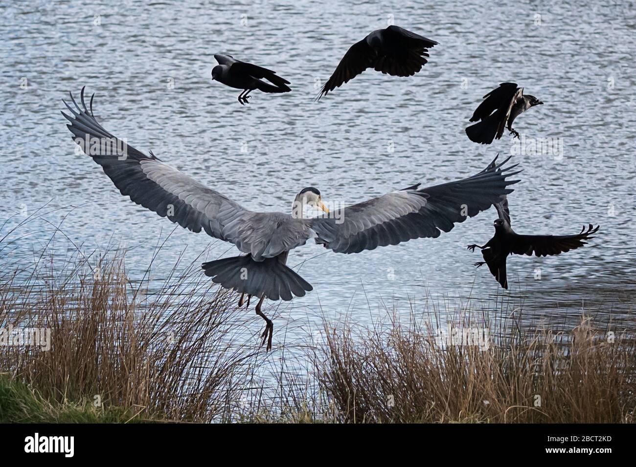 Crow fight flight hi-res stock photography and images - Alamy