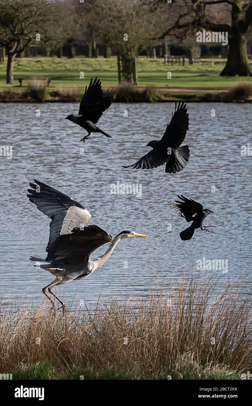 Crow fight flight hi-res stock photography and images - Alamy