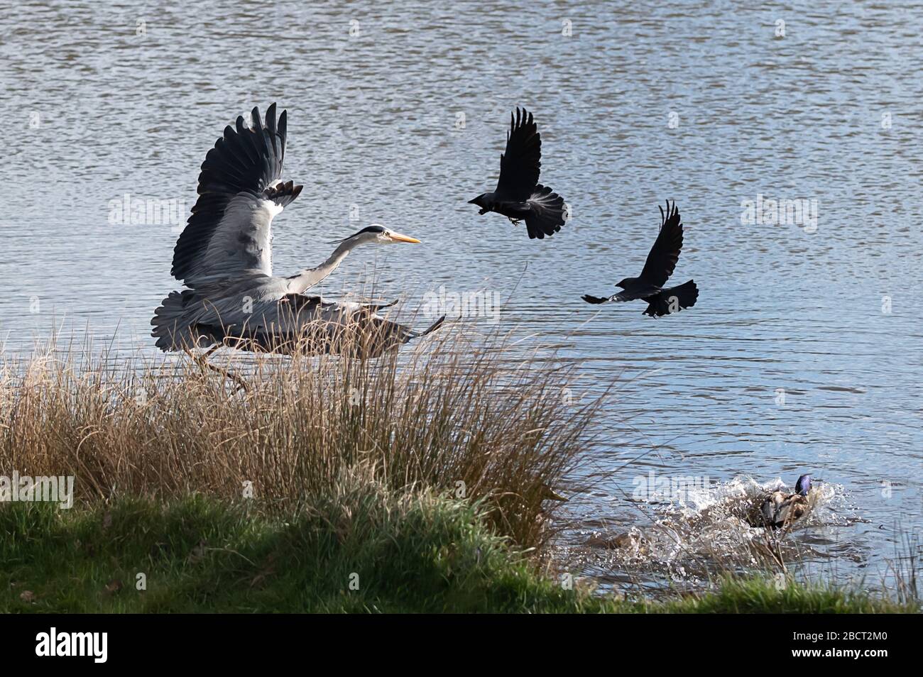 Grey heron in flight attacking a small group of crows Stock Photo - Alamy
