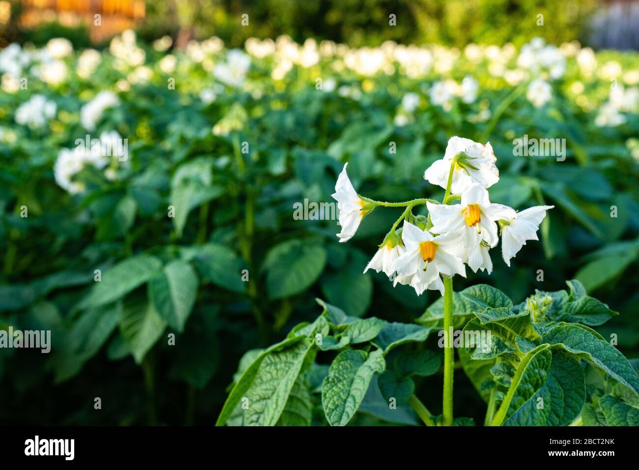 Flowering potato bushes. Potato bush blooming with white flowers Stock ...