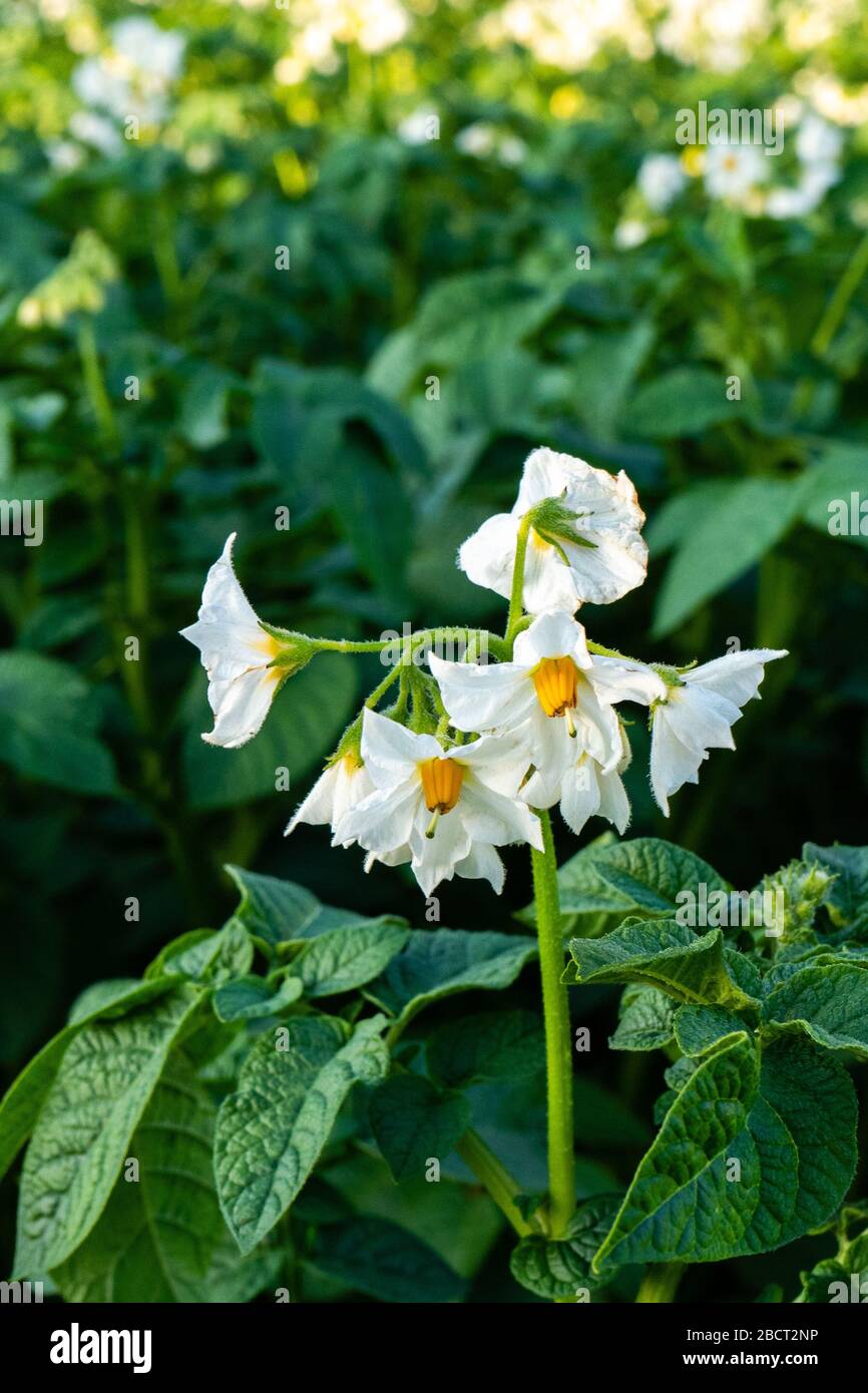 Flowering potato bushes. Potato bush blooming with white flowers Stock ...