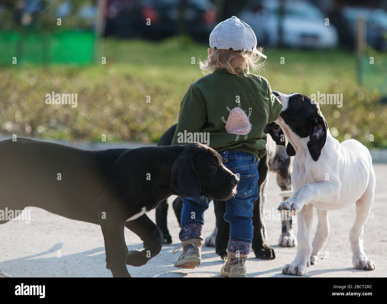 girl child having fun with the great dane puppy Stock Photo - Alamy