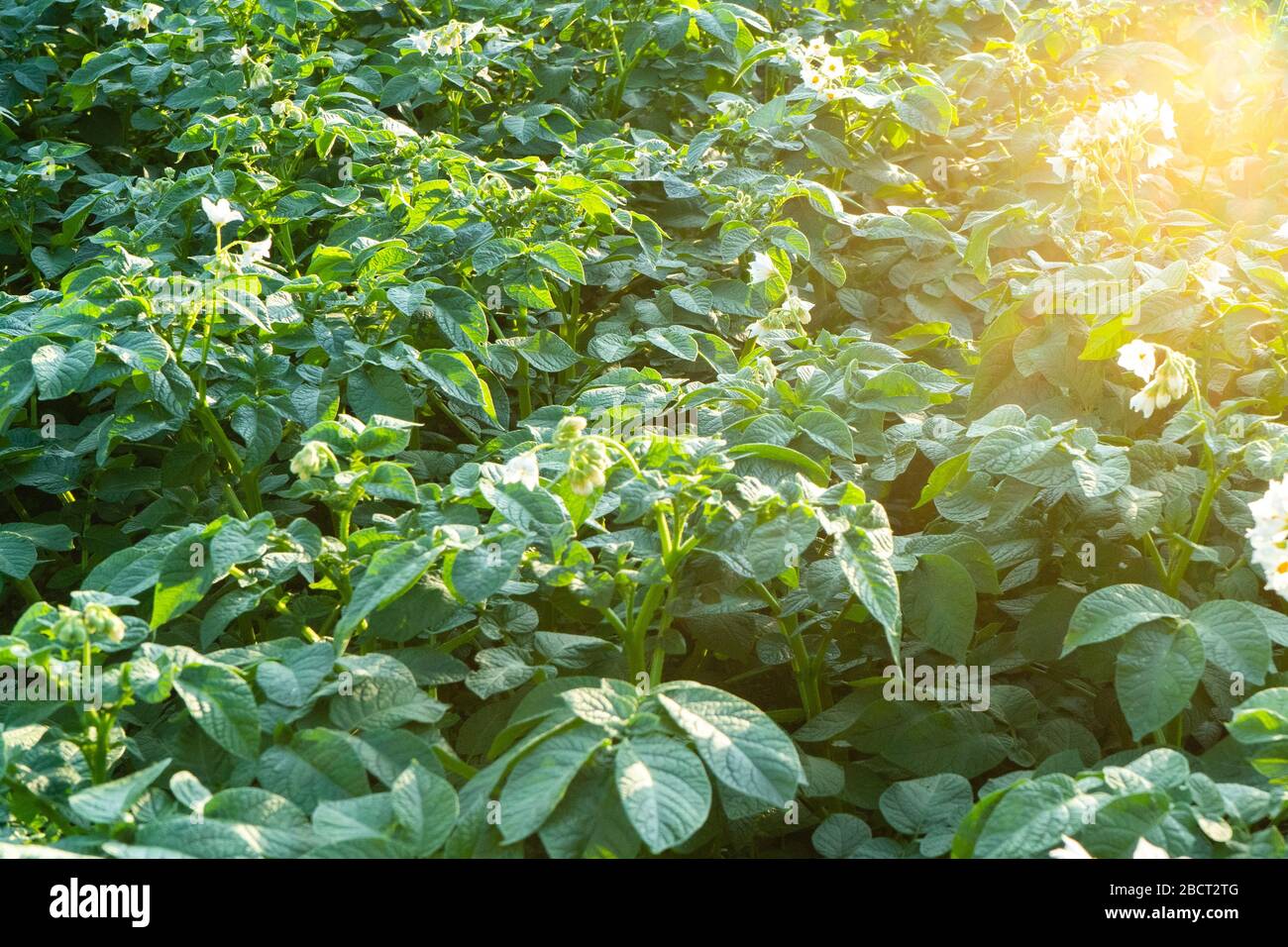 Flowering potato bushes. Potato bush blooming with white flowers Stock ...