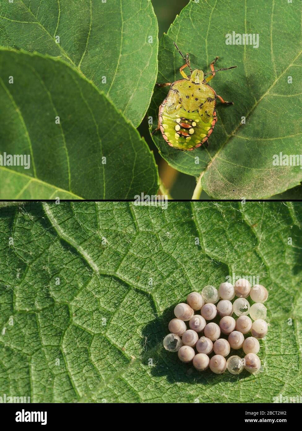 Collage of green vegetable bug (lat. Nezara viridula L. (Hemiptera ...